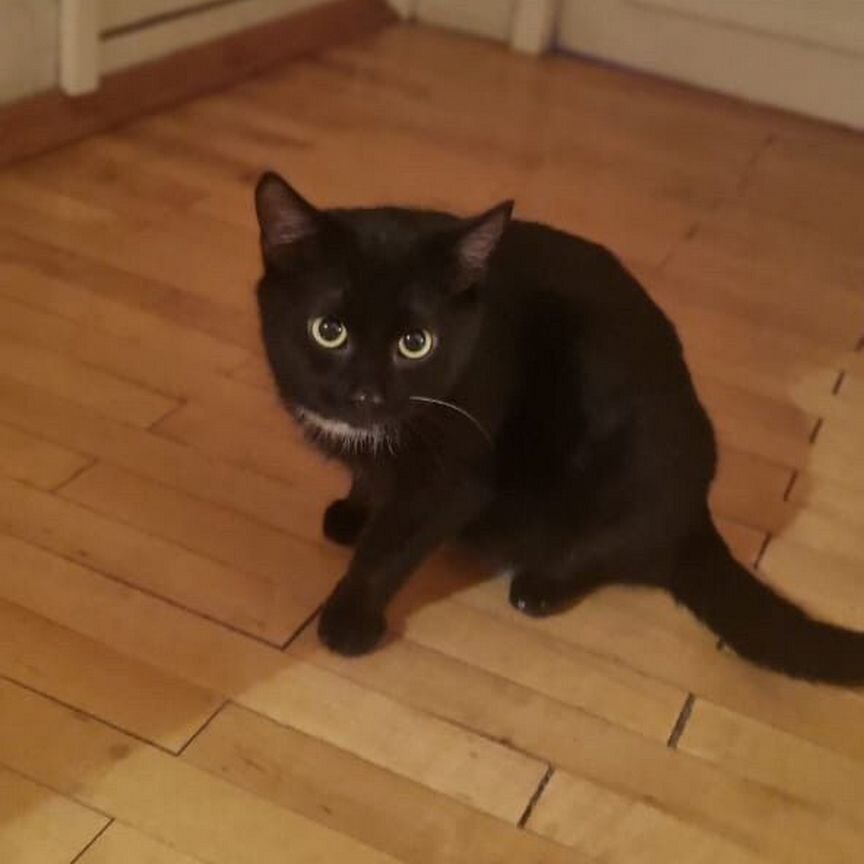 Котик 10 мес