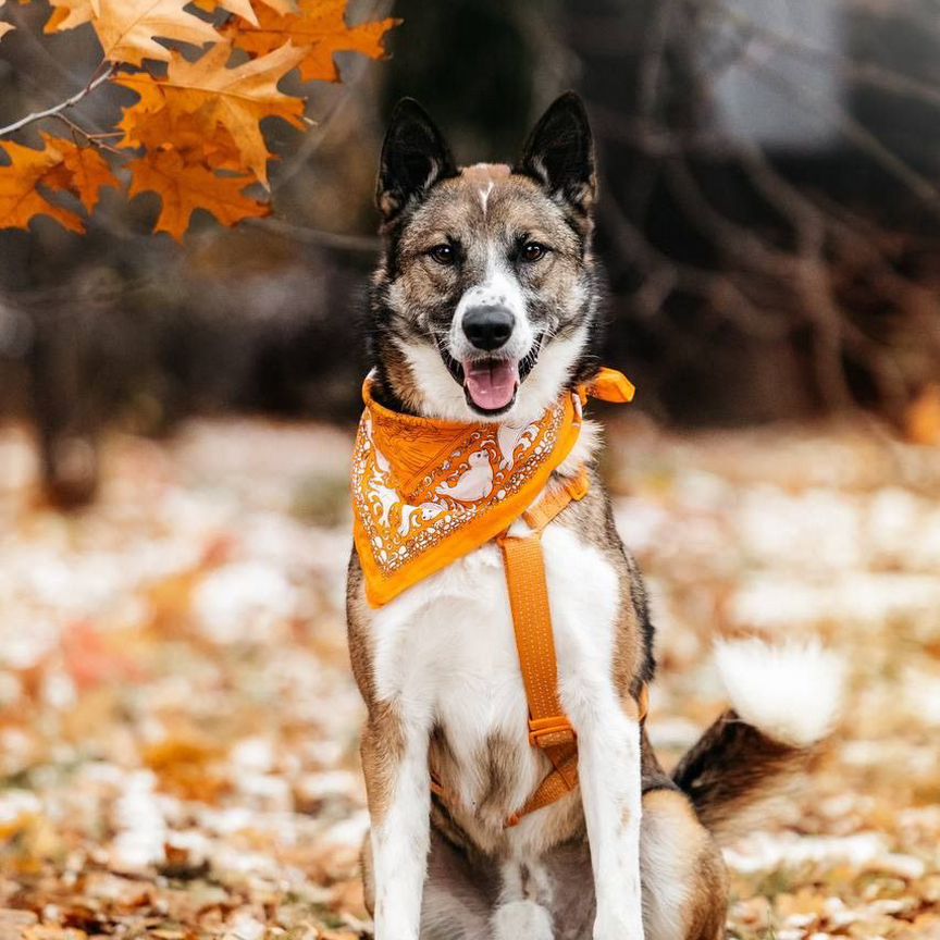 Собака в добрые руки