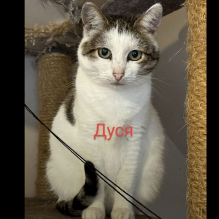 Взрослая, Девочка кошка в добрые руки