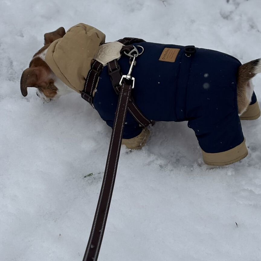 Костюм для собак