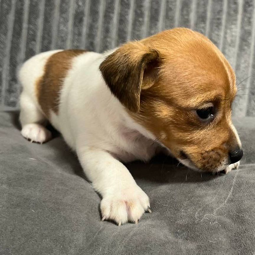 Джек-рассел-терьер, щенок