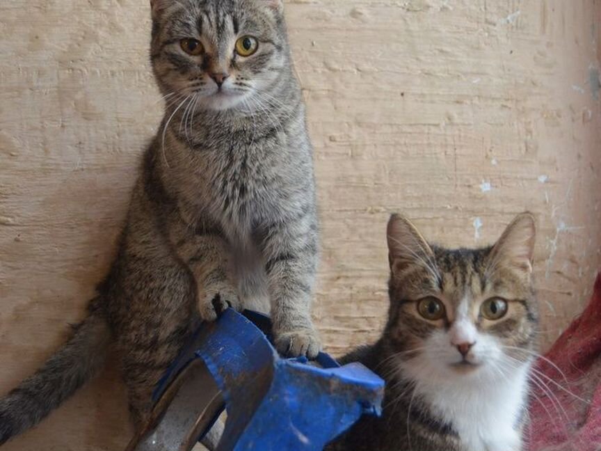 Отдам молодых стерильных котеек