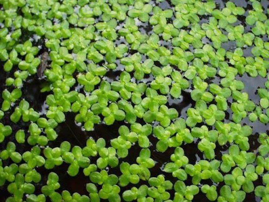 Ряска малая