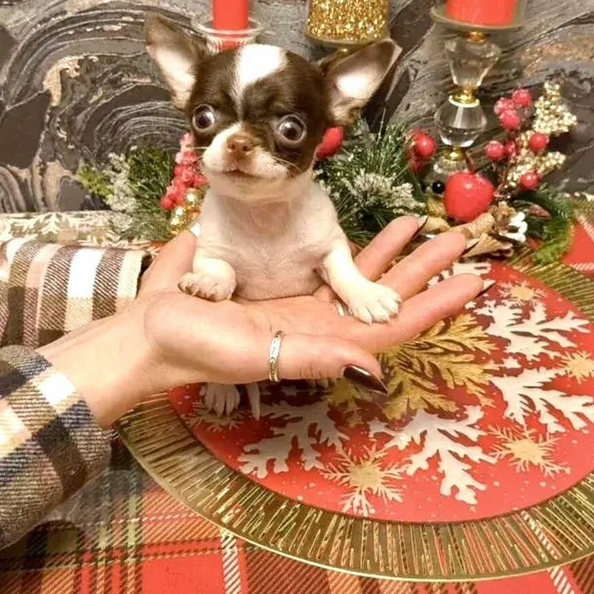 Чихуахуа, щенок