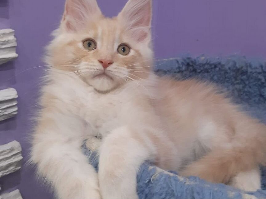 Котята мейн-кун