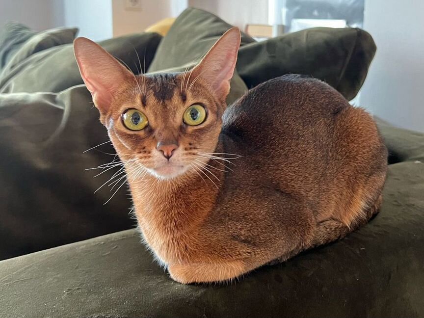 Абиссинская кошка Фея отдам