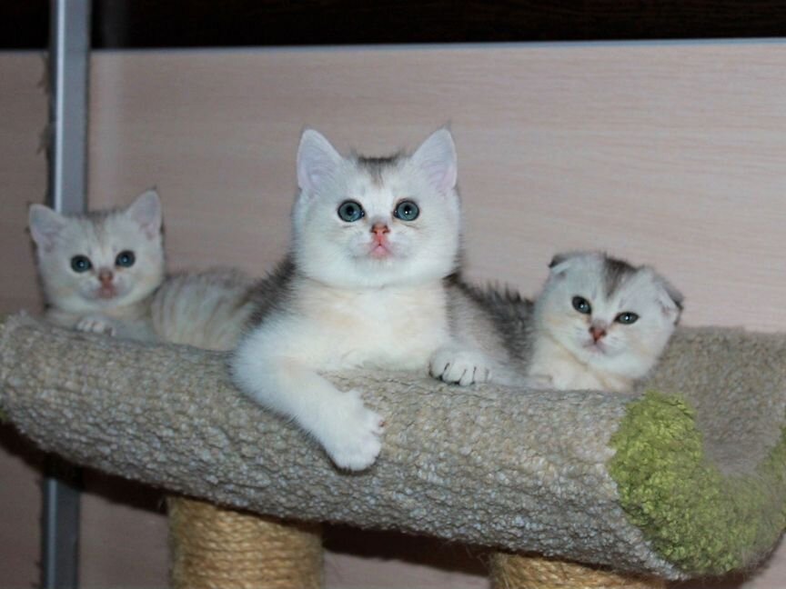 Шотландские котята