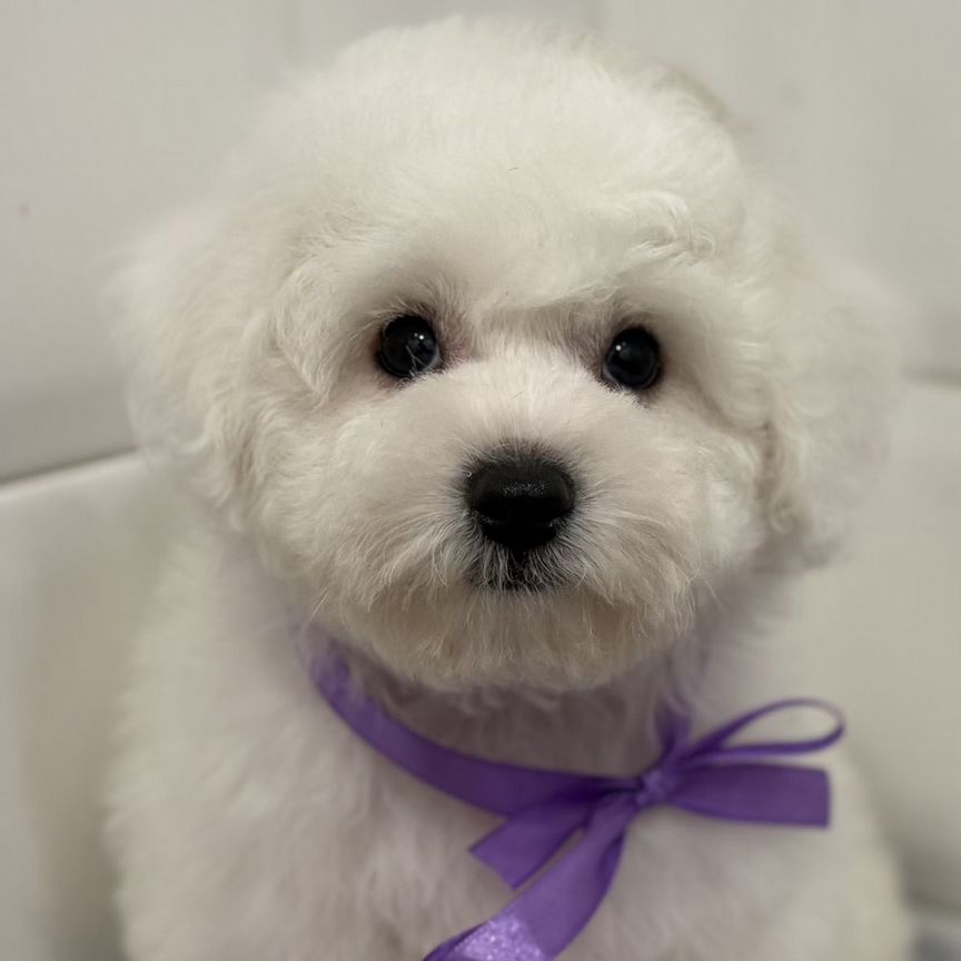 Бишон фризе, щенок