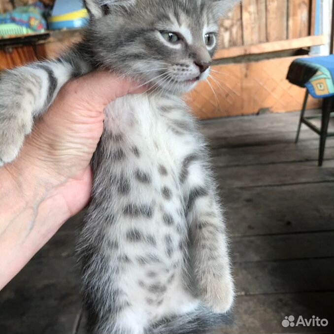 Котёнок в частный дом