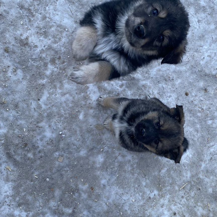 Щенки Американской Акиты