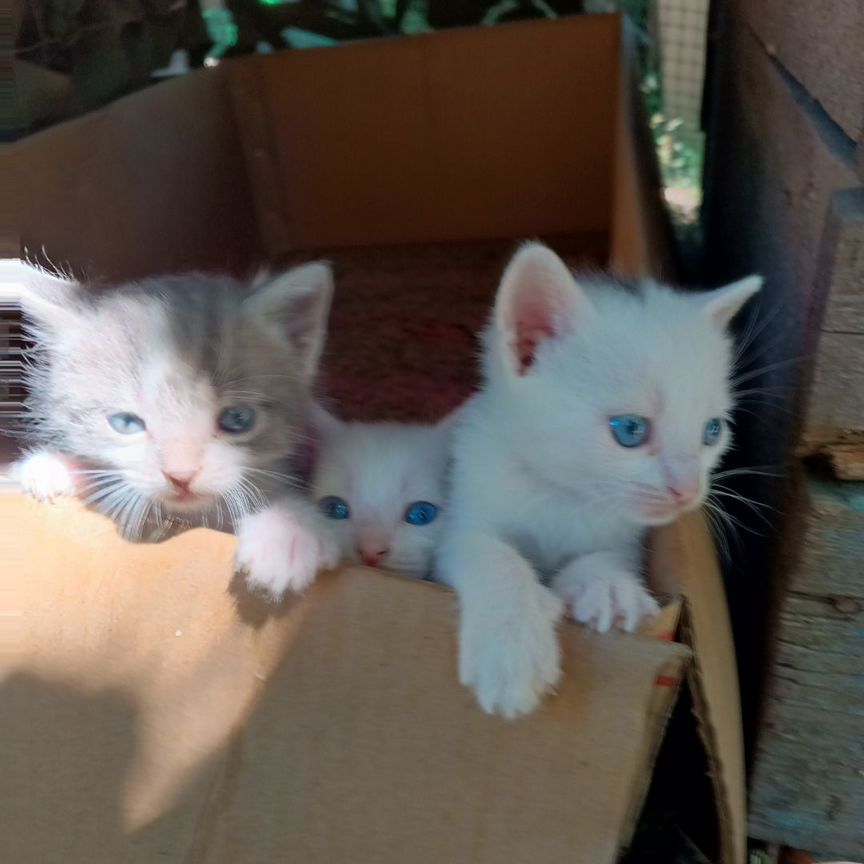 Котята