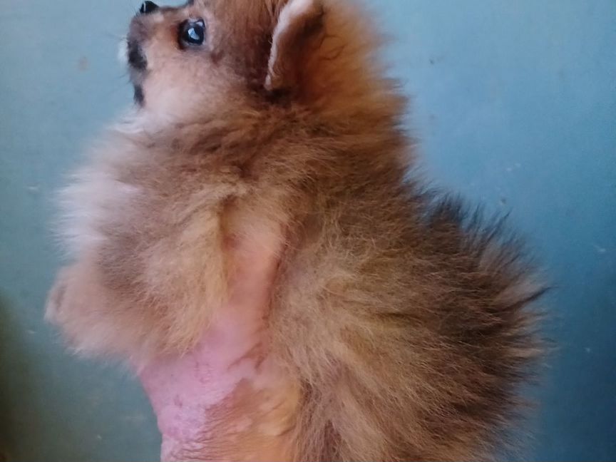 Померанский шпиц