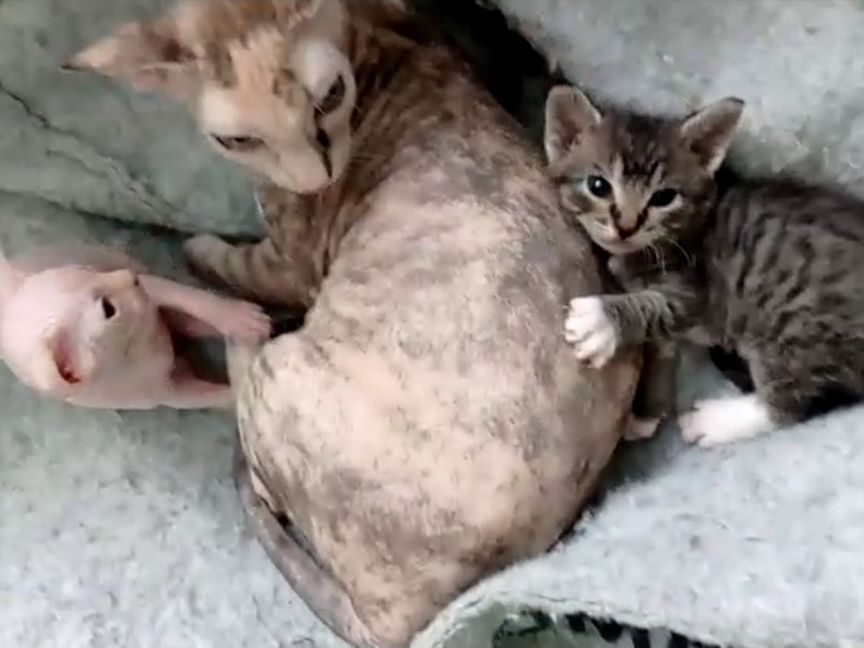 Котята сфинкс