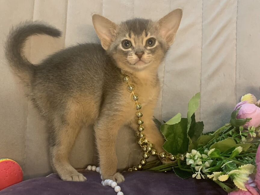 Абиссинская красотка