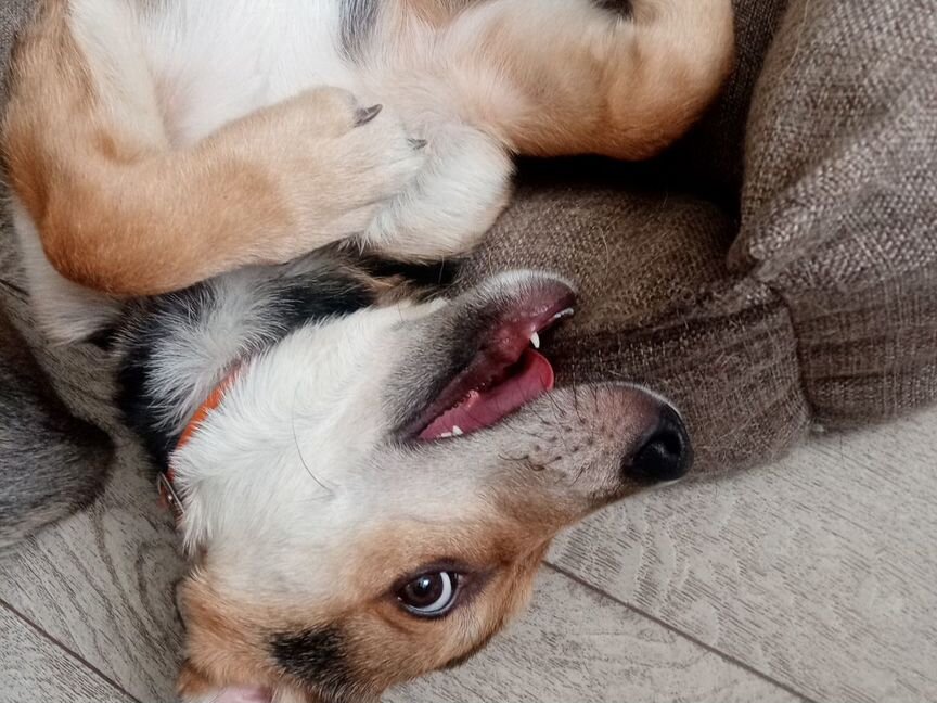 Классный щеночек, 3.5 мес