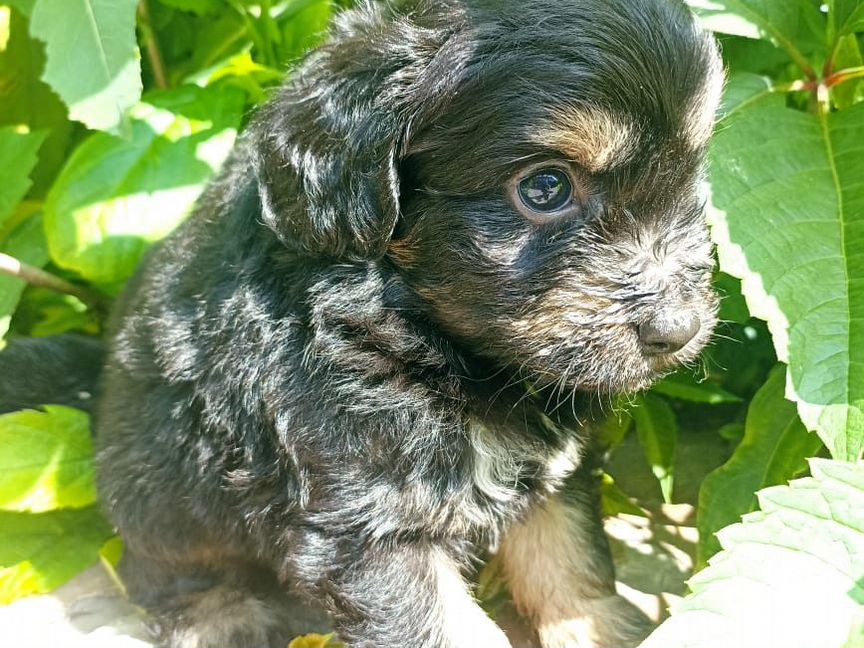 Щенки от маленькой собачки в поисках дома