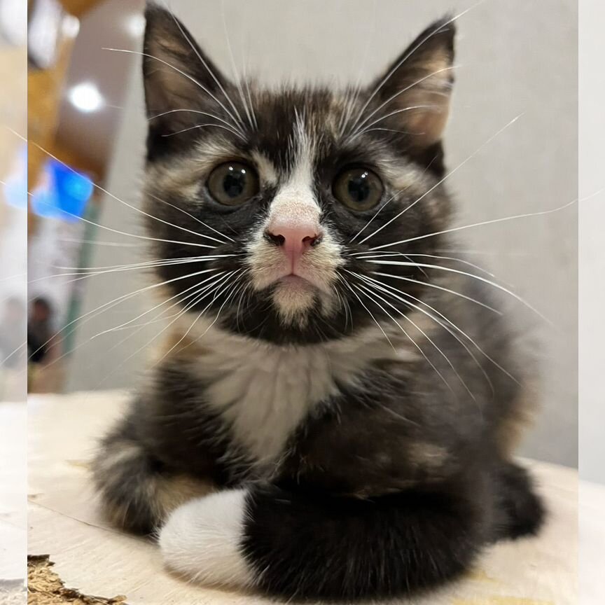 Британский короткошёрстный котёнок