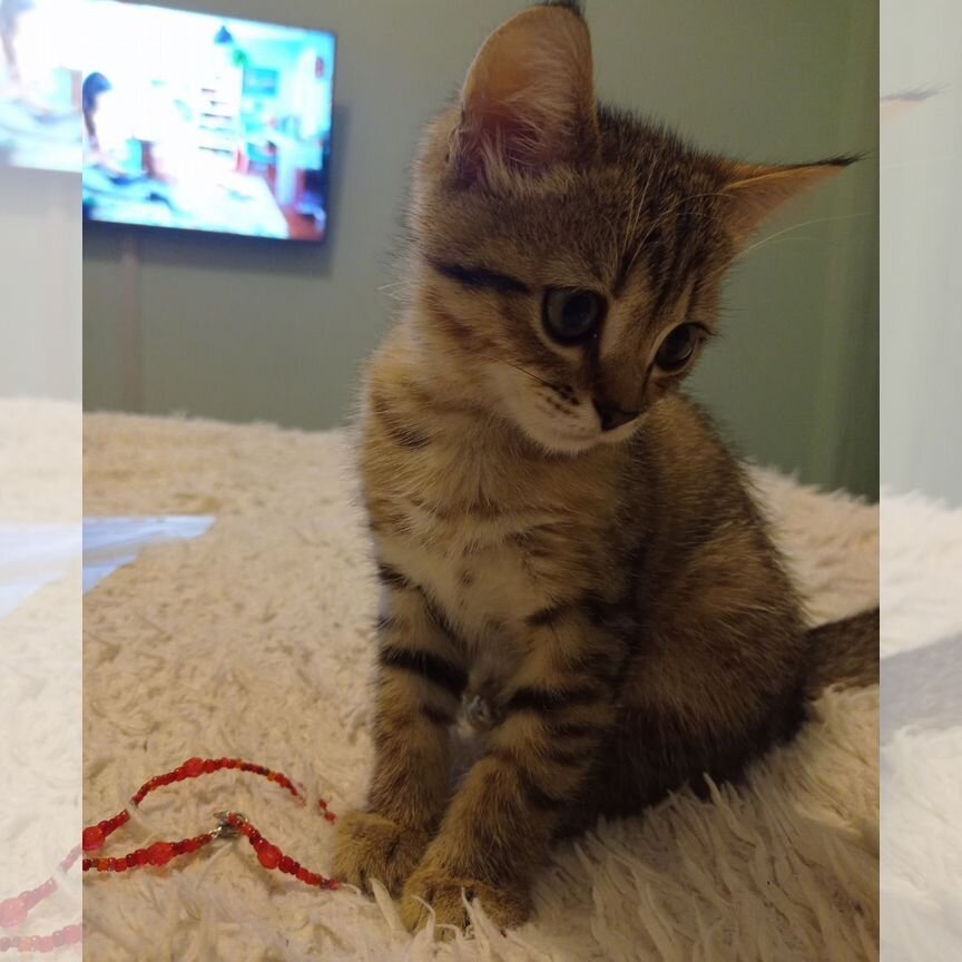 Отдаю в добрые рукиКотенок смесь с шотландской