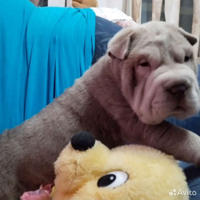 Лиловый щенок шарпея