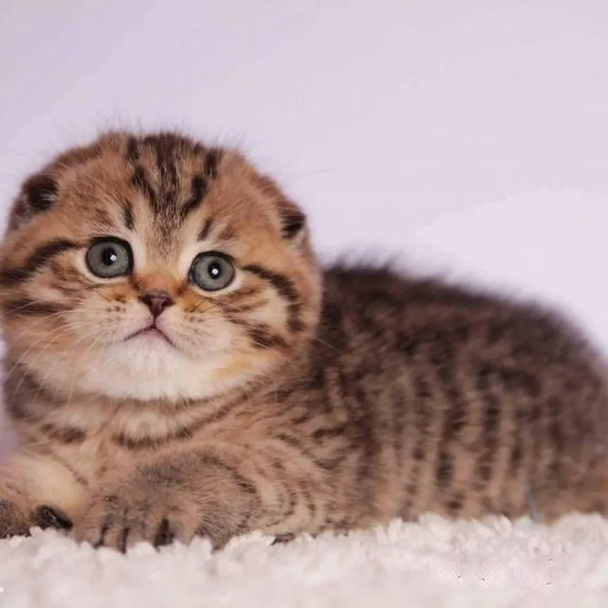 Шотландские вислоухие котята