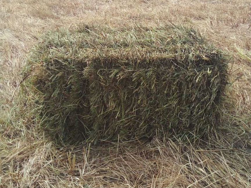 Сено в тюках