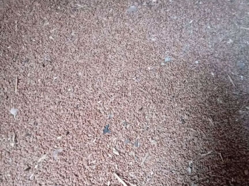 Кормовой овёс, Просо на корм/посев