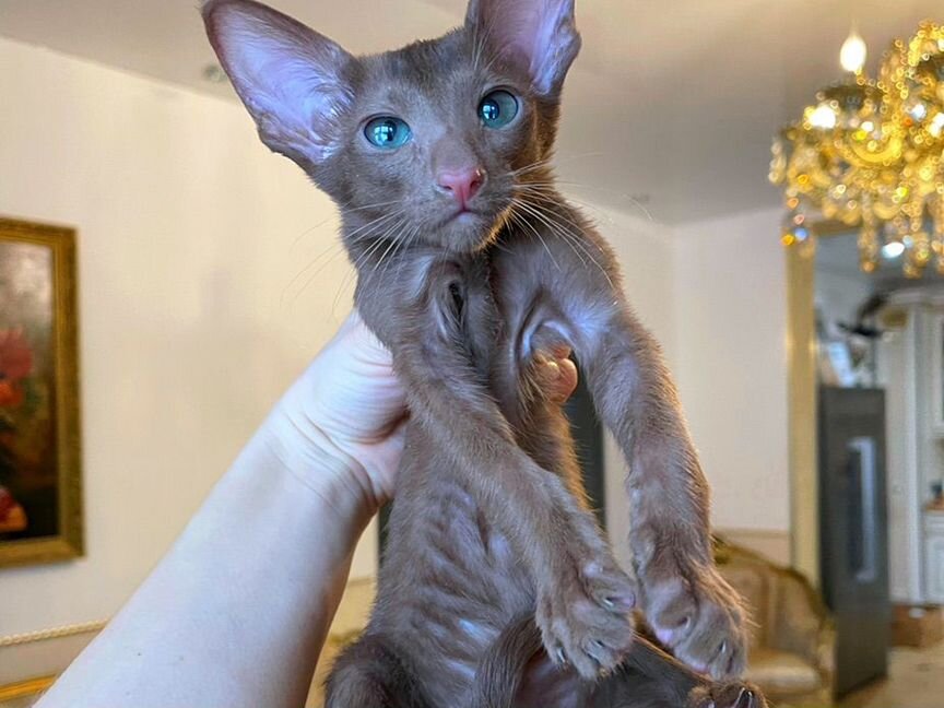Ориентальные котята циннамон