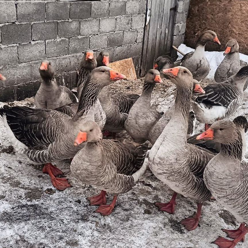 Гуси