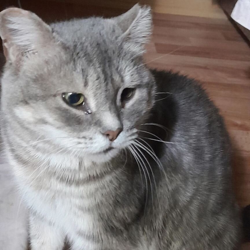 Мусенька ищет семью