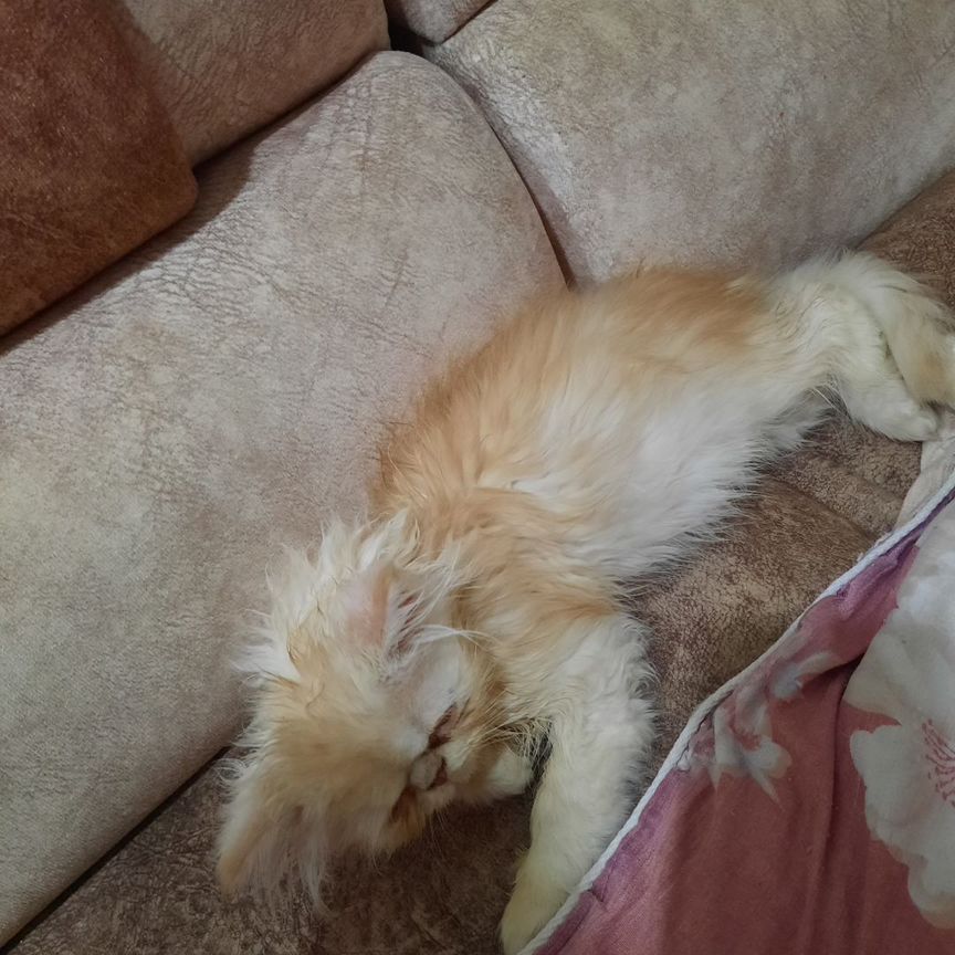 Персидские котенок