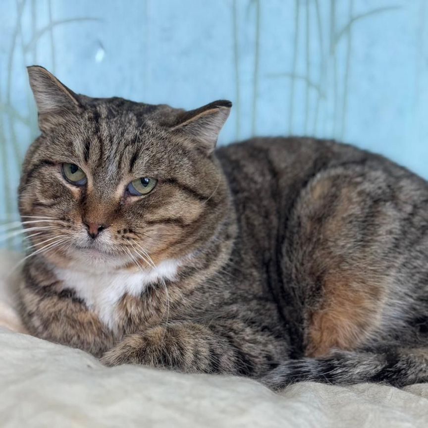 Косоглазый котик ищет своего человека