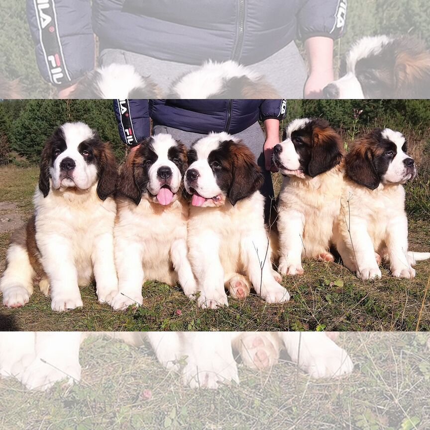 Щенки сенбернара от лучших Фаворитов