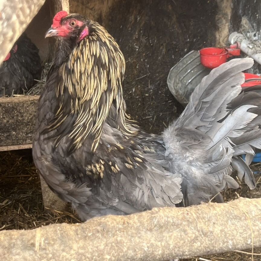 Петух амераукана