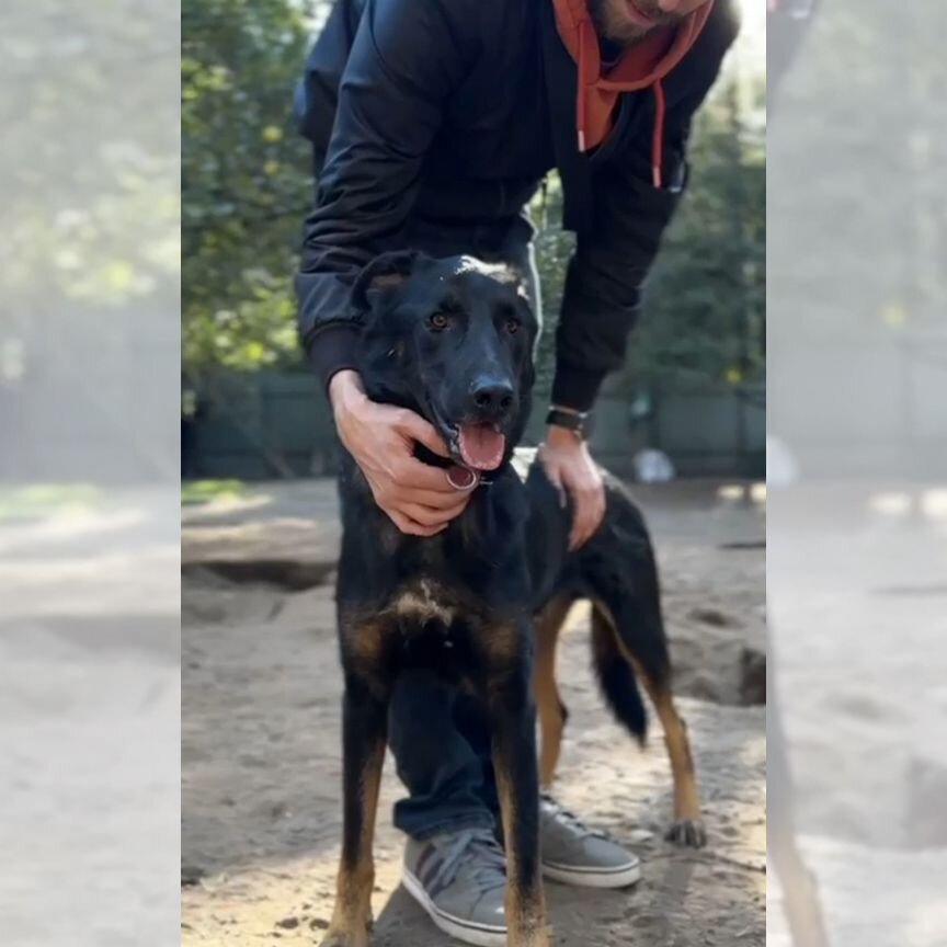 Собака в добрые руки отдам бесплатно