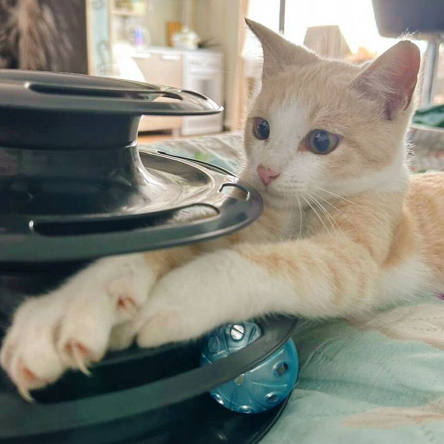 Отдам в добрые руки котёнка