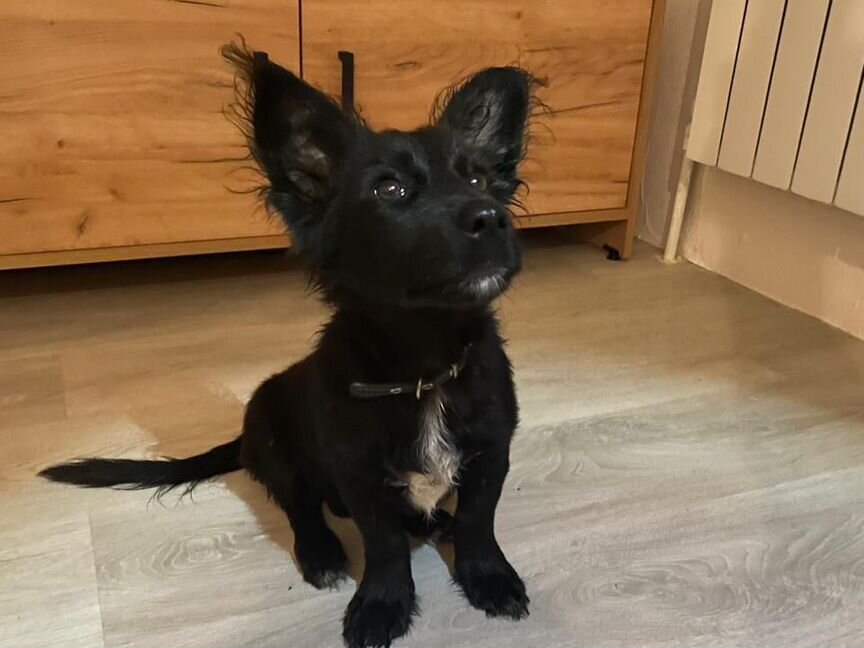 Маленький ушастый мальчик