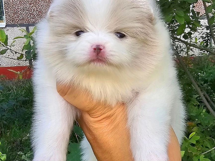 Померанский шпиц