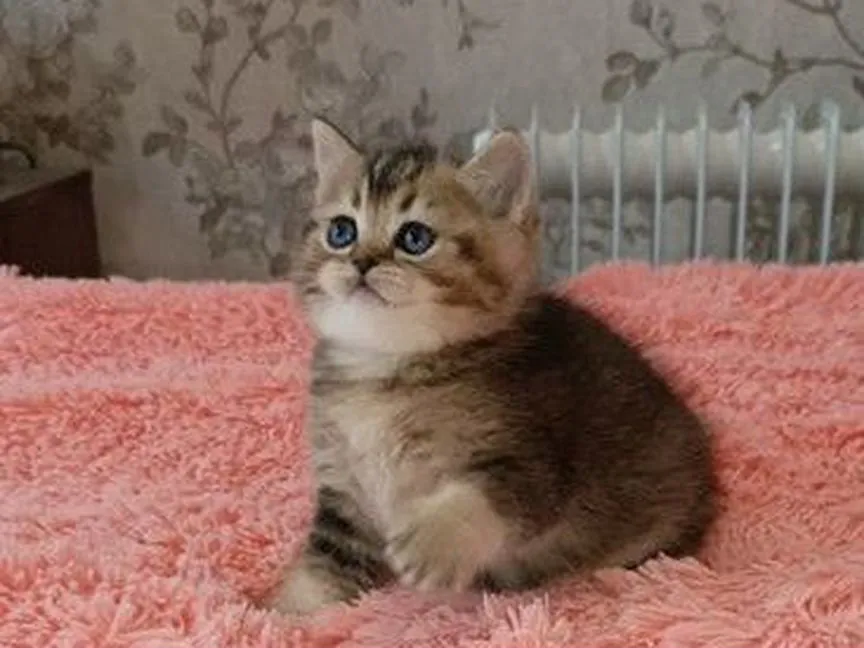Шиншилловые плюшевые котодетки скоттиш страйт