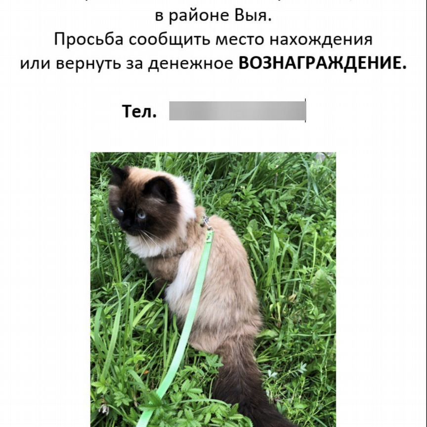 Кот сиамский