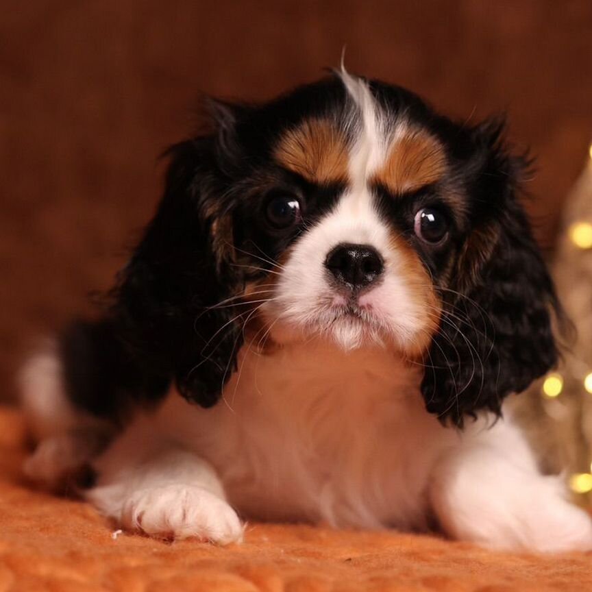 Кавалер кинг-чарльз-спаниель, щенок