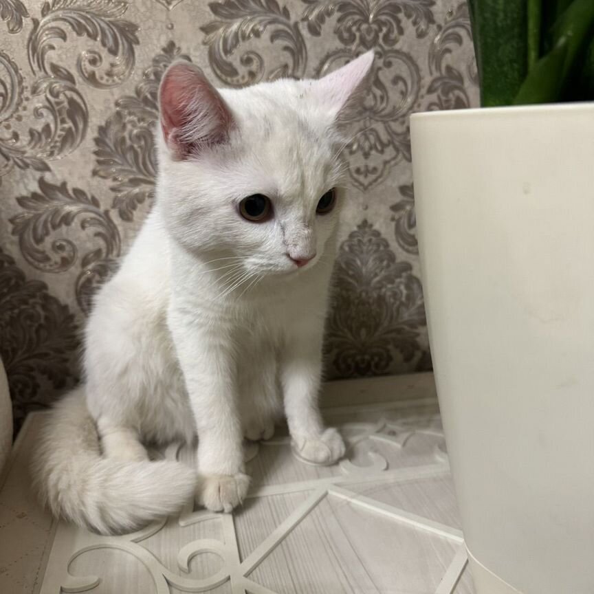 Котик в добрые руки