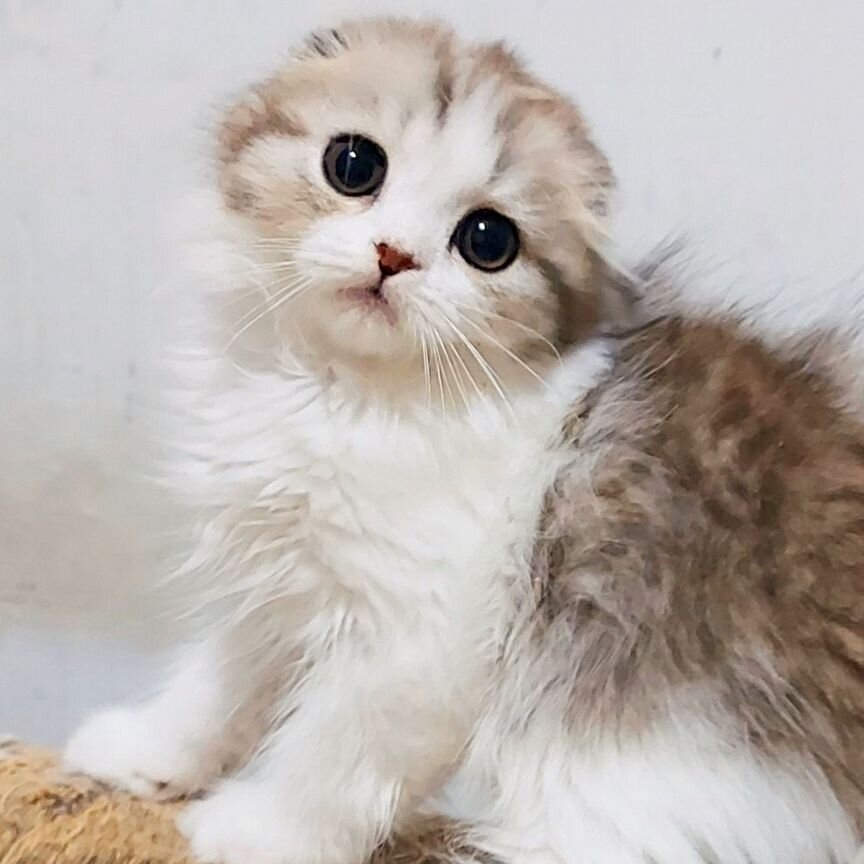 Котенок - вислоушка