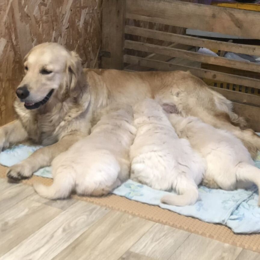 Щенки золотистого ретривера