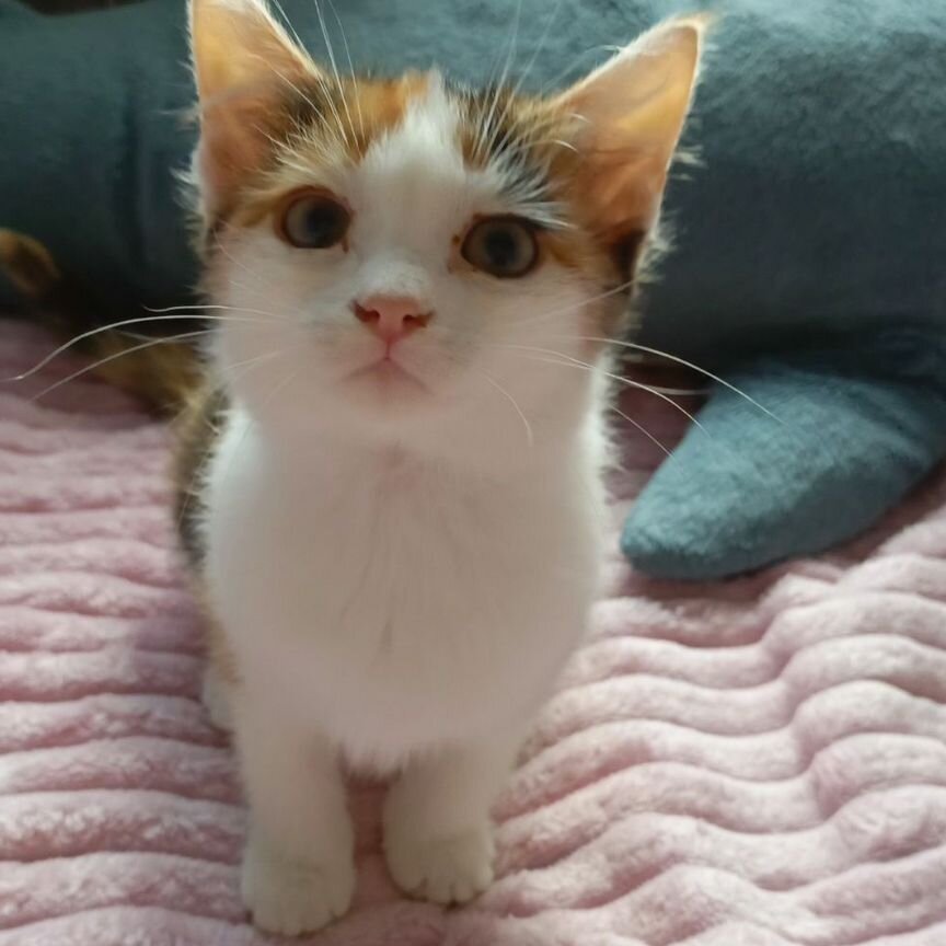 Отдам котят в добрые руки