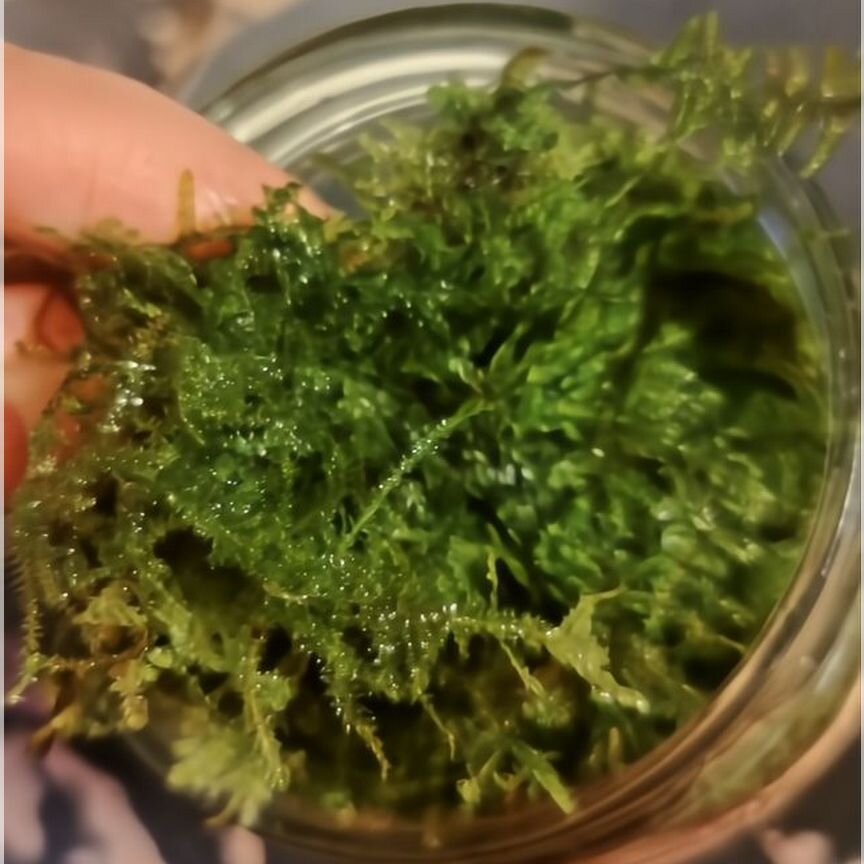 Яванский мох для аквариума