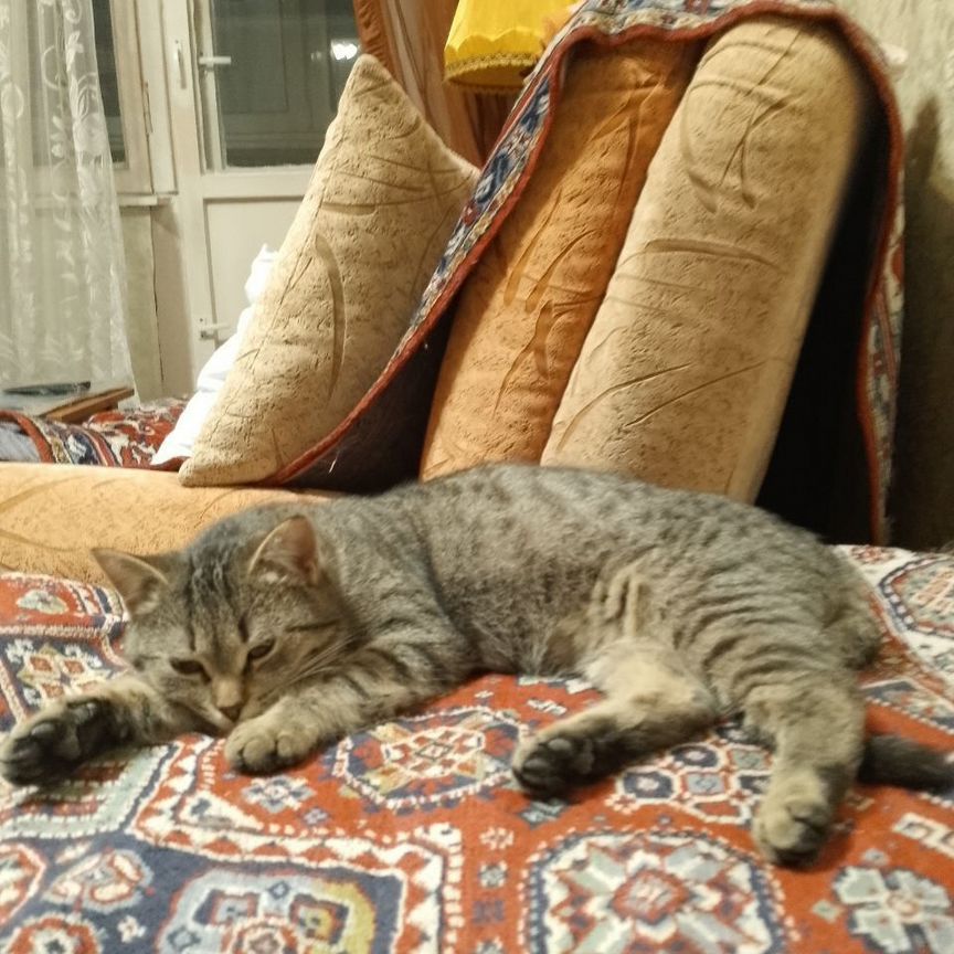 Натерпевшемуся Котику (7 мес)нужен дом