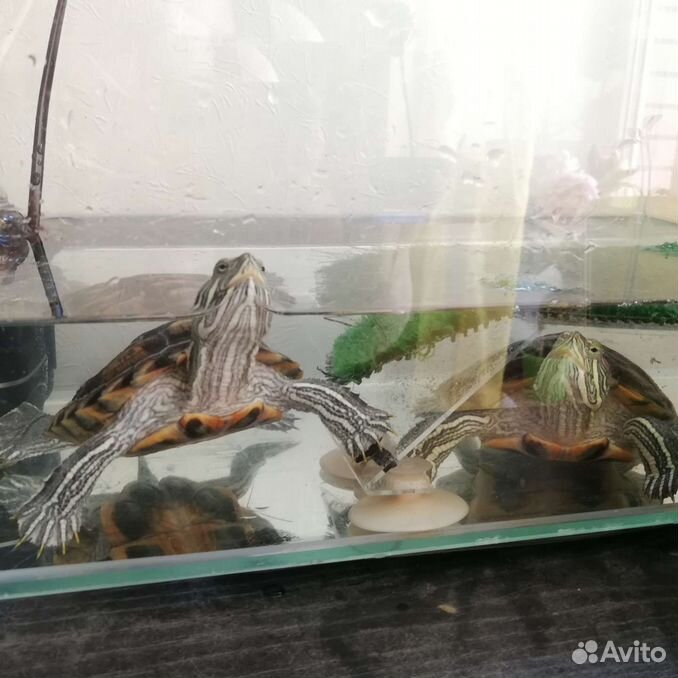 Две красноухие черепахи с аквариумом и фильтром