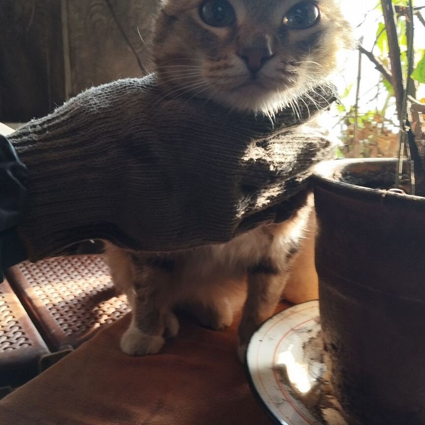 Котик в добрые руки мальчик