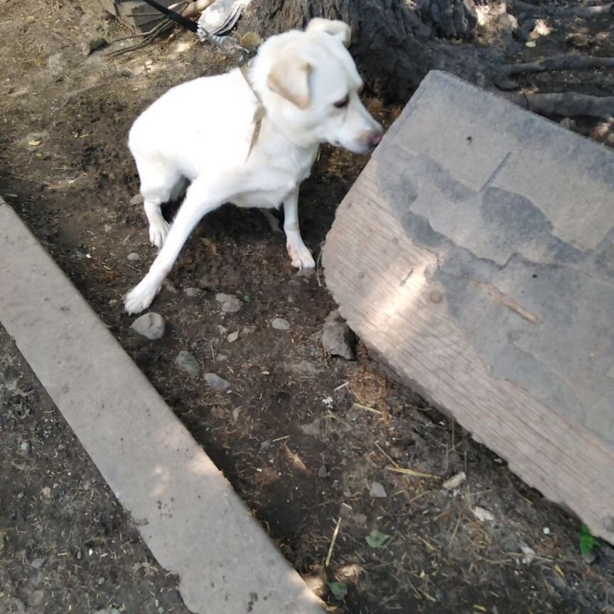 Собака в добрые руки отдам бесплатно