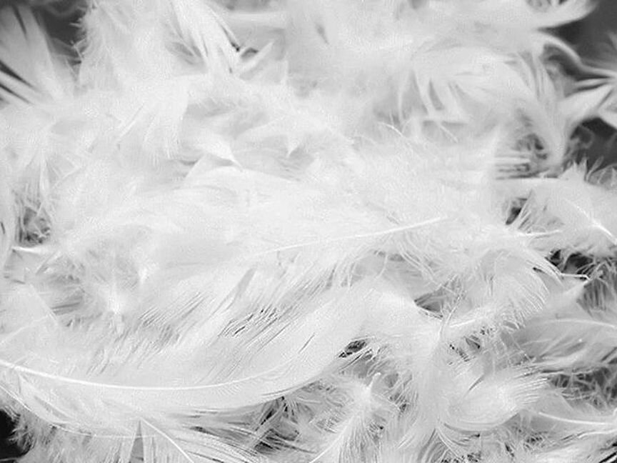 Гусиное перо